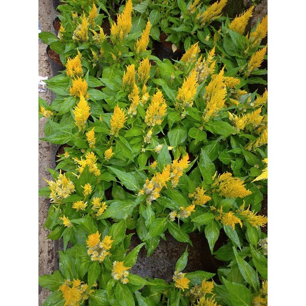 Jual TANAMAN HIAS CELOSIA CRISTATA YELLOW ~ JENGGER AYAM KUNING~Minim ...