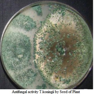 Jual Isolat Trichoderma koningii asal tanaman terong | Shopee Indonesia