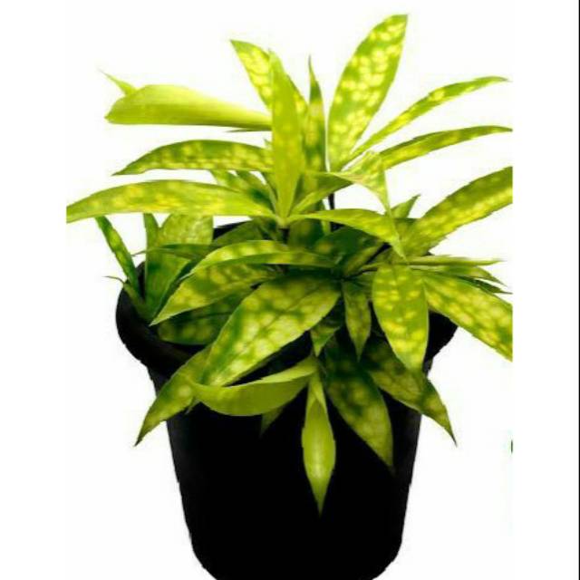 Jual Tanaman hias bunga dracaena gold dust puring ringin kuning ...