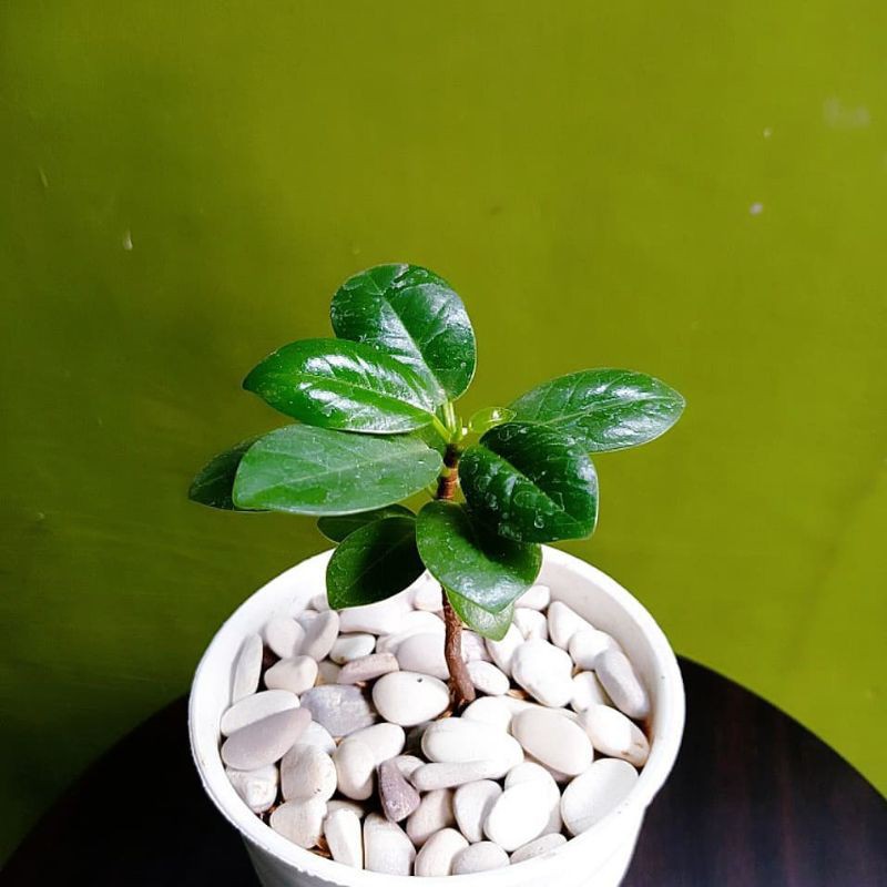 Jual Jual Tanaman Rambat Dolar Mini-hiasan dinding tembok MURAH ...