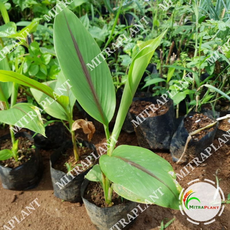 Jual Bibit Pohon Temu Putih - Tanaman Umbi Kunyit Putih - Tanaman ...