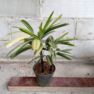 Jual palem regu variegata palem waregu varigata tanaman hias palm plant ...