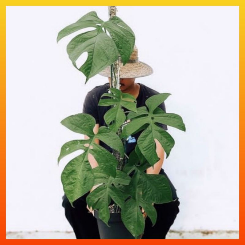 Jual Tanaman Hias Amydrium Medium Green Monstera Spiderman Hijau ...