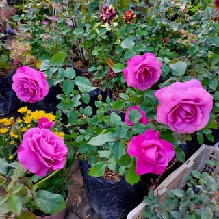 Jual Bunga MAWAR JUMBO SUPER WANGI BERBUNGA Tersedia 14 Varian ...