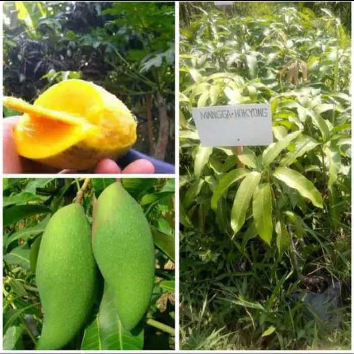 Jual bibit mangga okyong Indonesia|Shopee Indonesia