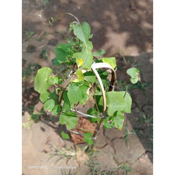 Jual tanaman morning glory/tanaman rambat morning glory/tanaman hias ...