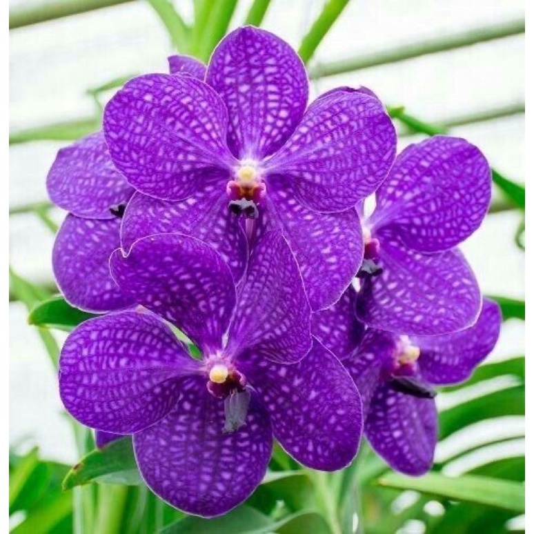 Jual tanaman hias ( anggrek dendrobium seedling ) bunga ungu Bercak ...