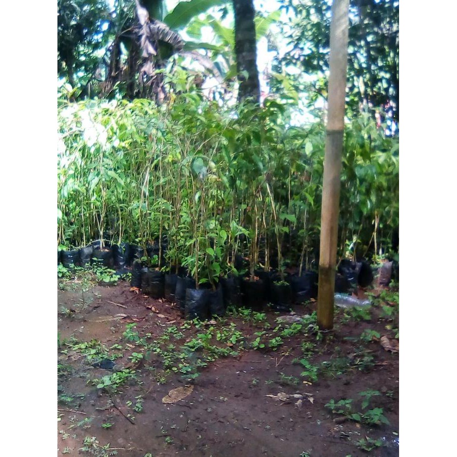 Jual P0N Bibit Kayu Gaharu 100 Cm Paket 10 Batang // Pohon Gaharu ...