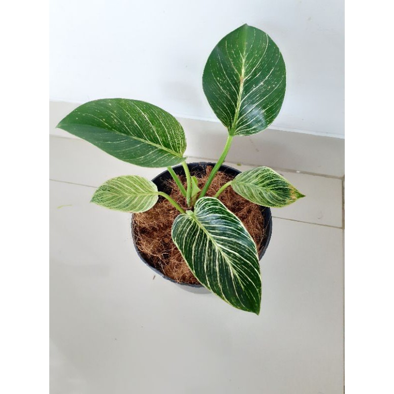 Philo Birkin | Shopee Indonesia