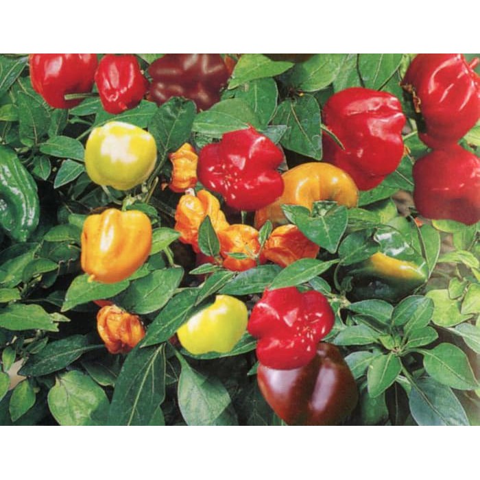 Jual 10 bibit paprika - Pepper - (Sweet) Minimix |Seedstore | Shopee ...