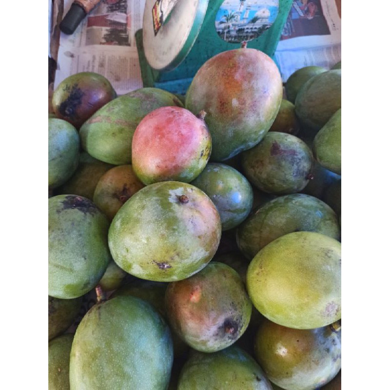 Jual Mangga Brazil Segar Petik Pohon per kg READY | Shopee Indonesia