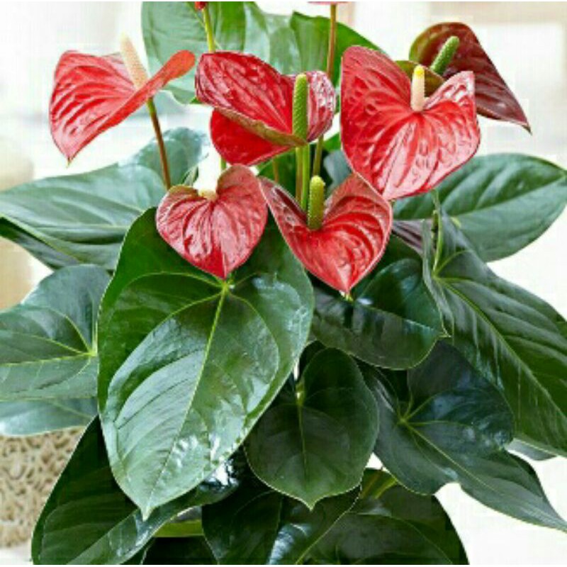 Jual Tanaman hias atorium mikimos - Tanaman hidup | Shopee Indonesia