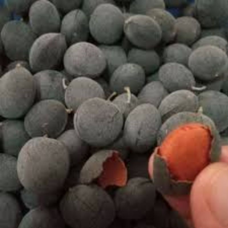 Jual buah asam Kranji 250 gram | Shopee Indonesia