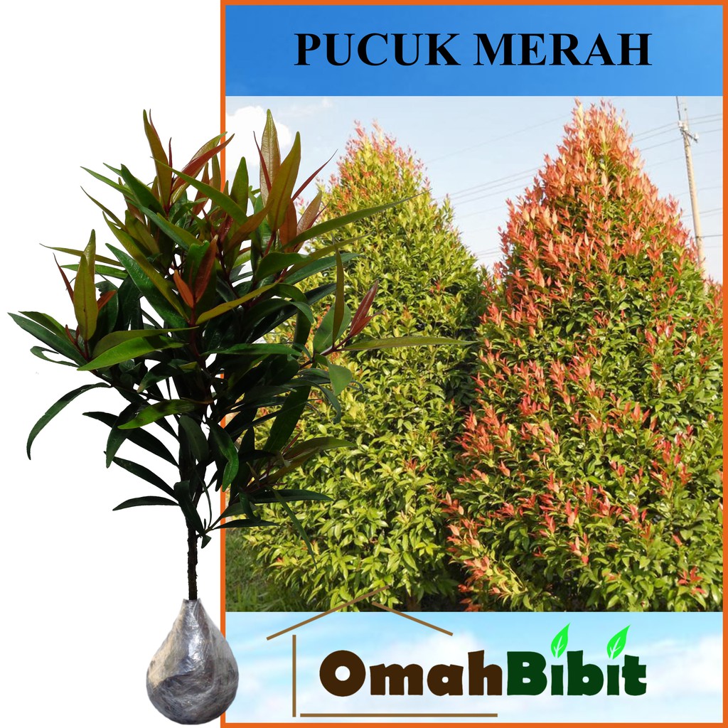 43+ Gambar Akar Tanaman Pucuk Merah Kekinian - Informasi Seputar ...