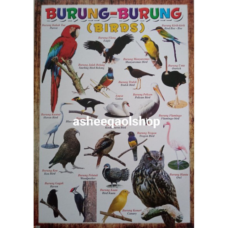 Jual Poster EDUKASI MURAH..!! BURUNG 2/BIRDS 2 | Shopee Indonesia