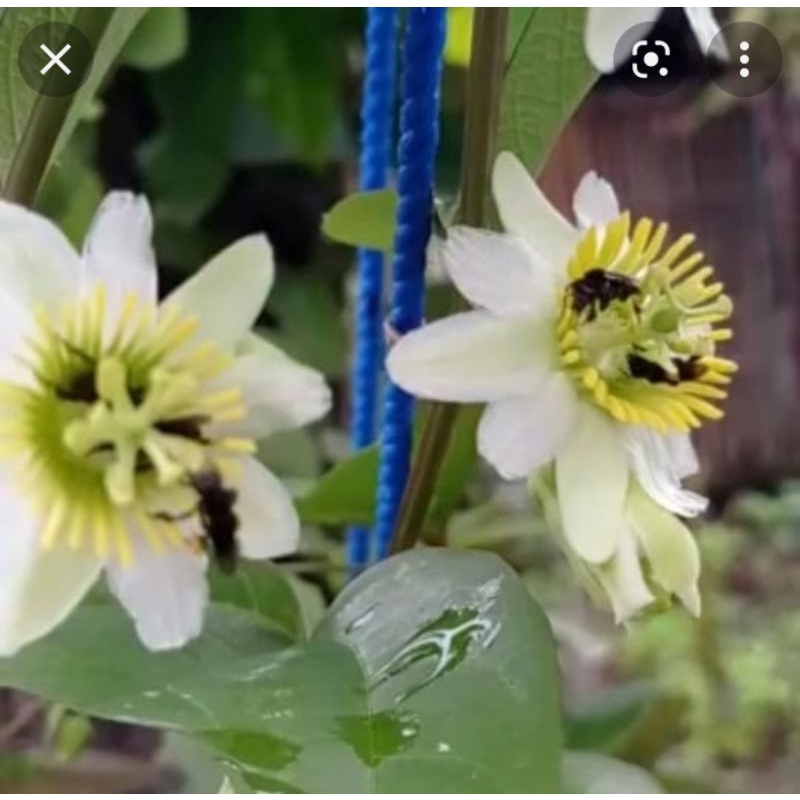 Jual tanaman tongkeng sayur bunga pakan lebah | Shopee Indonesia