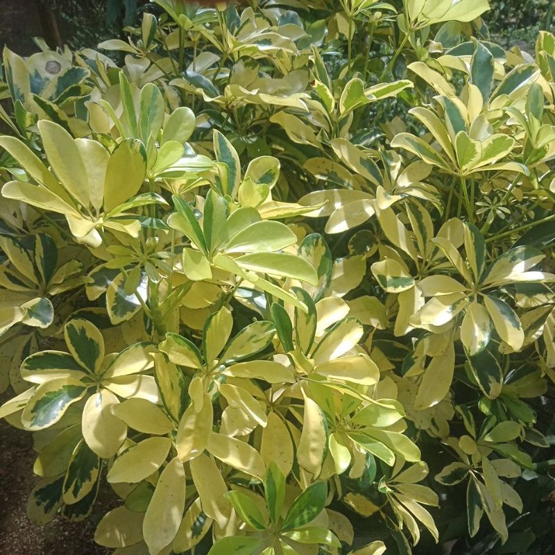 Jual Tanaman hias Walisongo Kuning Indonesia|Shopee Indonesia