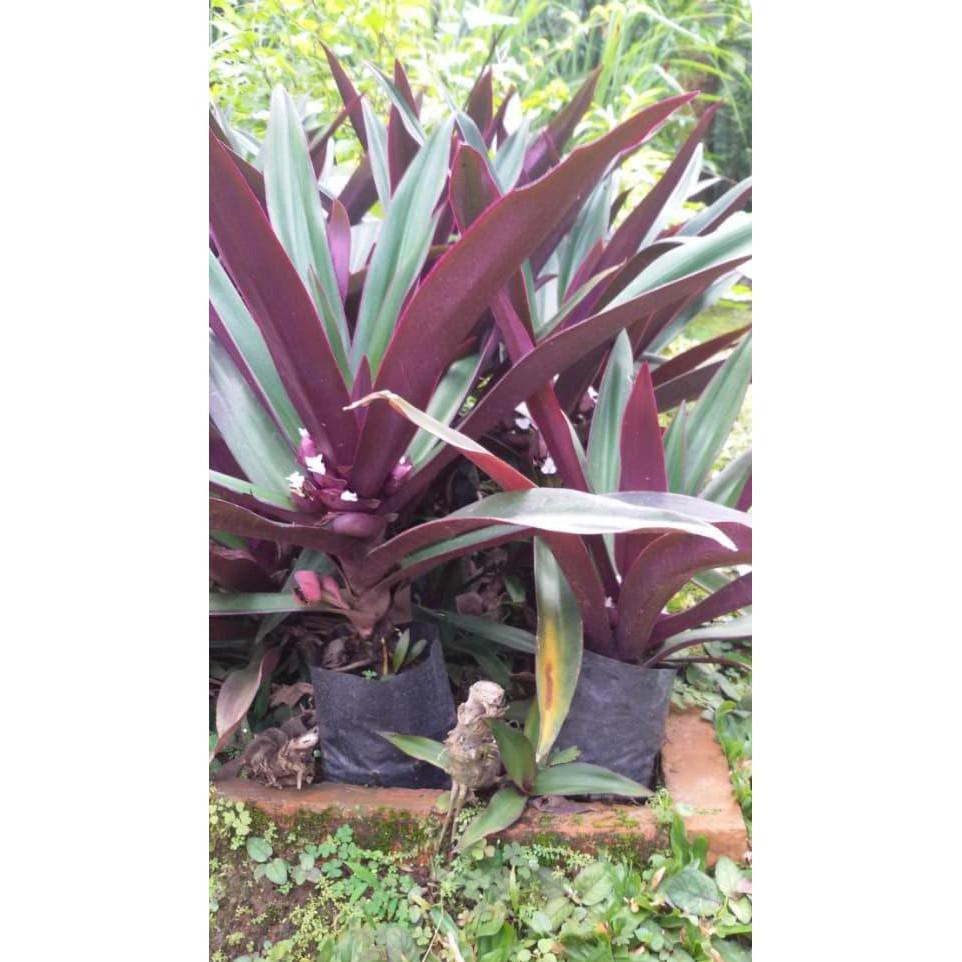 Simak! Gambar Tanaman Rhoeo Discolor yang Wajib Diketahui - Informasi ...