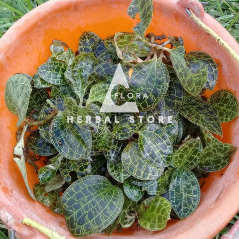 Jual Jawel orchid I anggrek permata I tanaman hias jawell orchid l ...