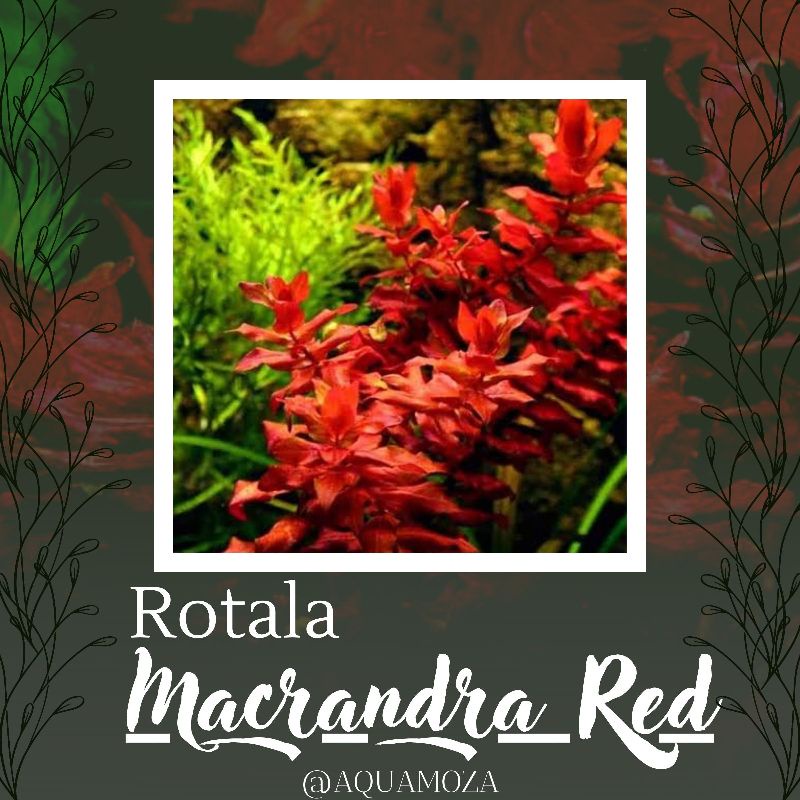 Jual Rotala Macandra Red Tanaman Aquascape Tumbuhan Air Aquarium ...