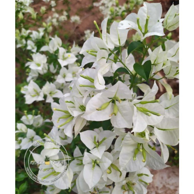 Jual NEW!! TANAMAN HIAS BUGENVIL BUNGA KERTAS//PUTIH KEMBANG-Bunga Bougenville-Bunga bugenvil ...