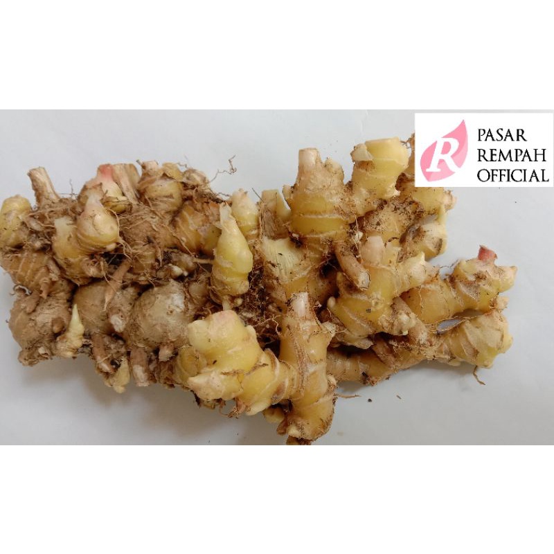Jual Jahe emprit segar 1kg | Shopee Indonesia Jual Jahe emprit segar 1kg | Shopee Indonesia