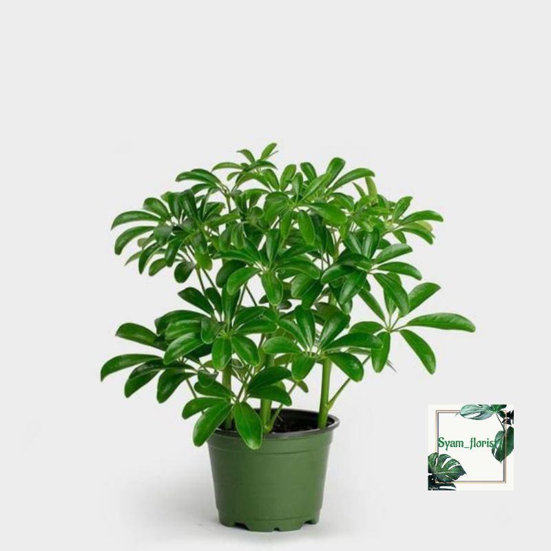 Jual Tanaman Hias walisongo Hijau / walisongo green | Shopee Indonesia