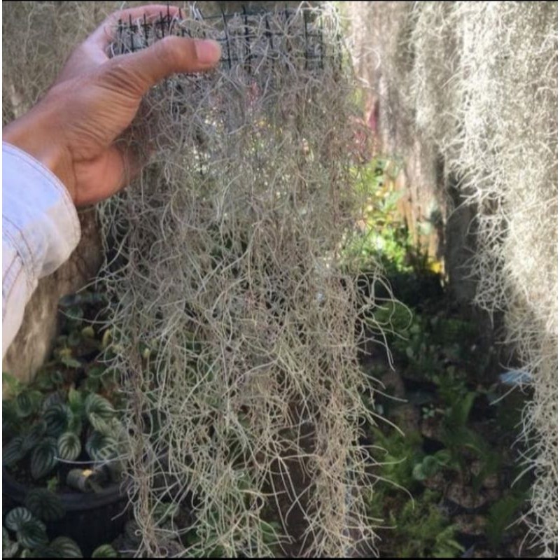 pohon jenggot Musa /tanaman hias | Shopee Indonesia