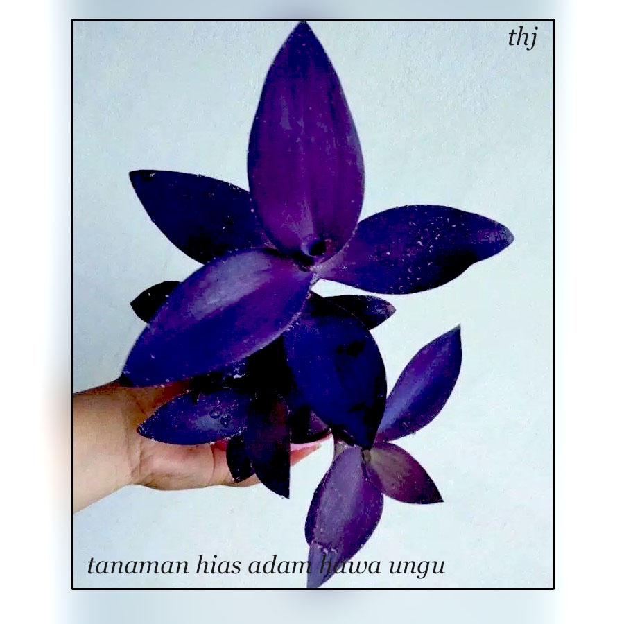 Jual Bunga Hidup Tanaman Hias Murah Adam Hawa Ungu Hiasan Taman dan ...