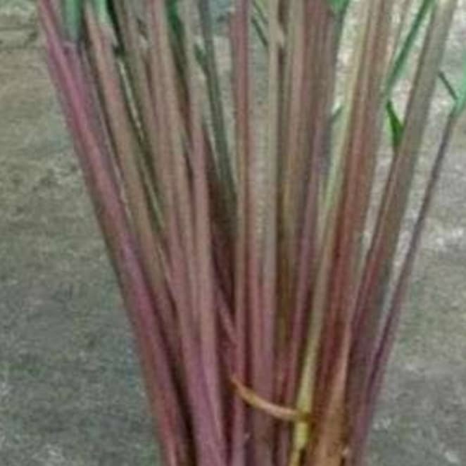 Jual Sereh Merah 1 Kg - Tanaman Sereh Wangi 1 Rumpun / Kg | Shopee ...