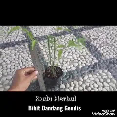 Jual Dandang Gendis Bibit Siap Tanam I Asli I Tanaman I Ki Tajam ...