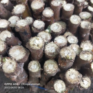 Jual 10 Bibit Buah Ketela Pohon Super Bibit Singkong Super Unggul ...