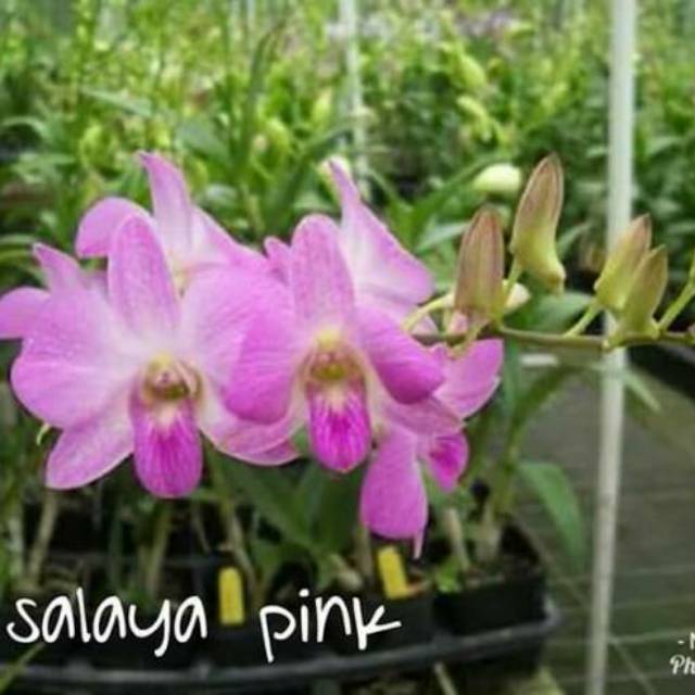 Jual Dendrobium mini salaya pink | Shopee Indonesia
