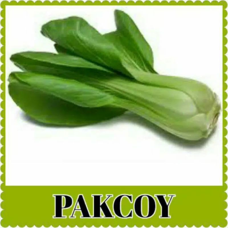 Jual Benih / Bibit Pakcoy Cocok ditanam Di polybag & Pekarangan rumah ...