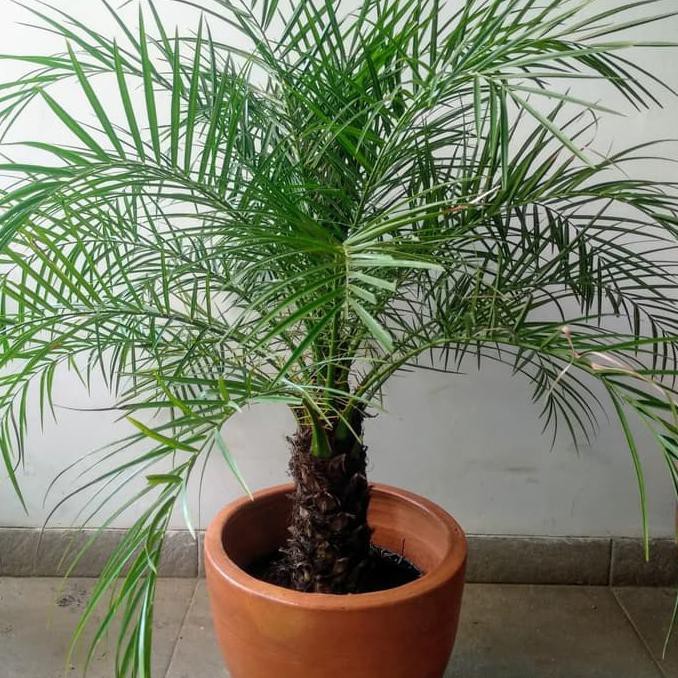 Jual Palem Phoenix / Palm Phoenix / Tanaman Indoor / Tanaman Outdoor ...