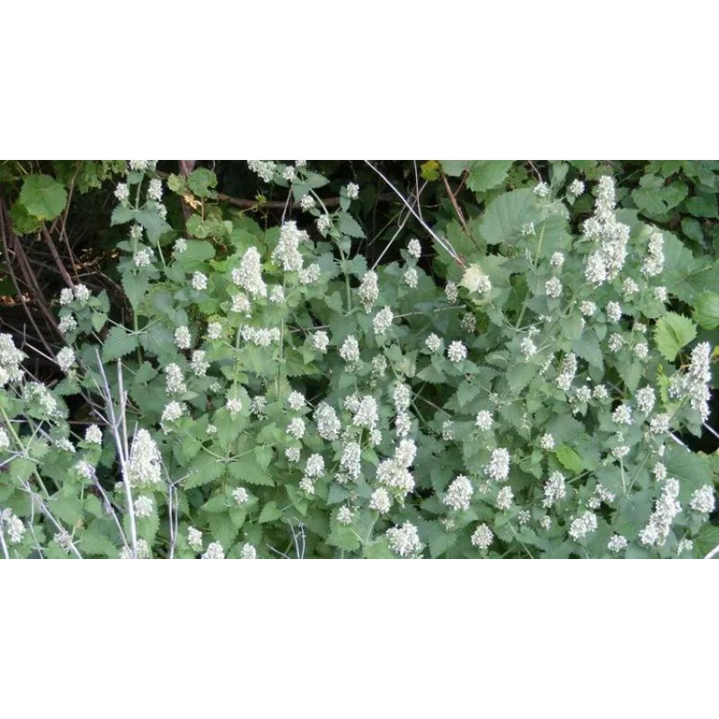 Jual Bibit/Benih/Seeds/Tanaman Catnip/CatGrass/Nepeta Cataria/Catmint ...