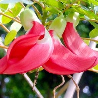 Jual Bibit tanaman bunga turi merah (obat herbal) | Shopee Indonesia