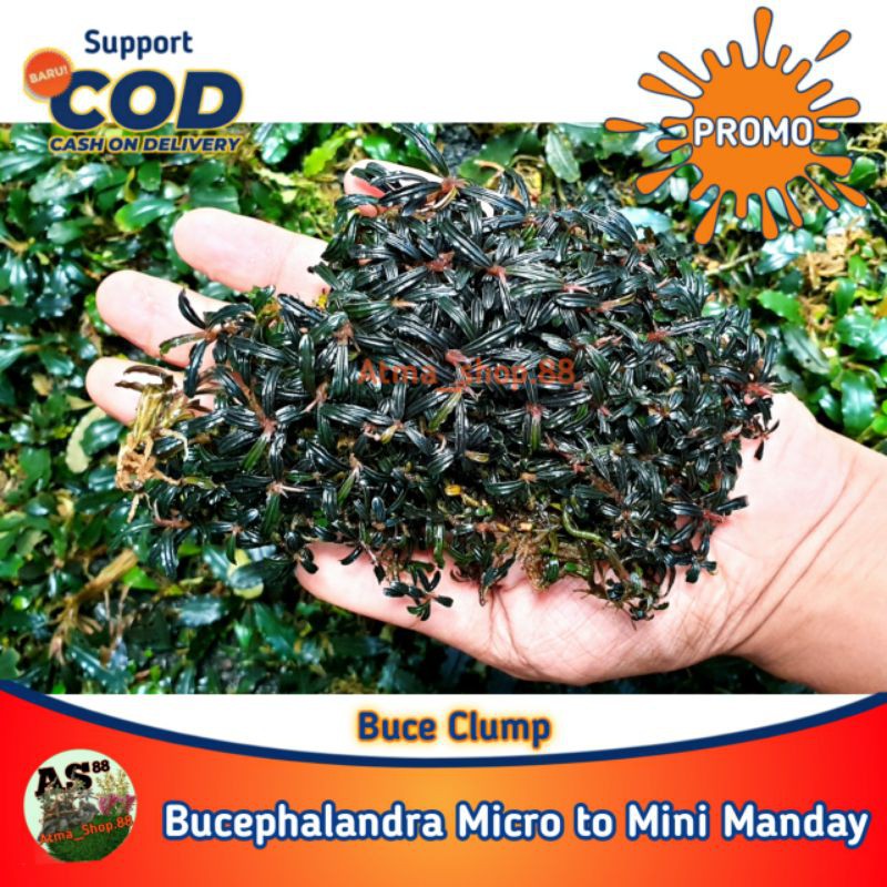 Jual Buce Phalandra Velvet Manday Micro to Mini Tanaman Aquascape To ...