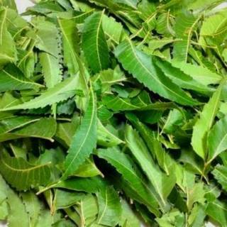 Jual DAUN MIMBA/intaran (Neem Tree) | Shopee Indonesia