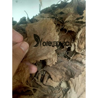 Jual Daun Torbangun Kering Daun Bangun Bangun Kering | Shopee Indonesia