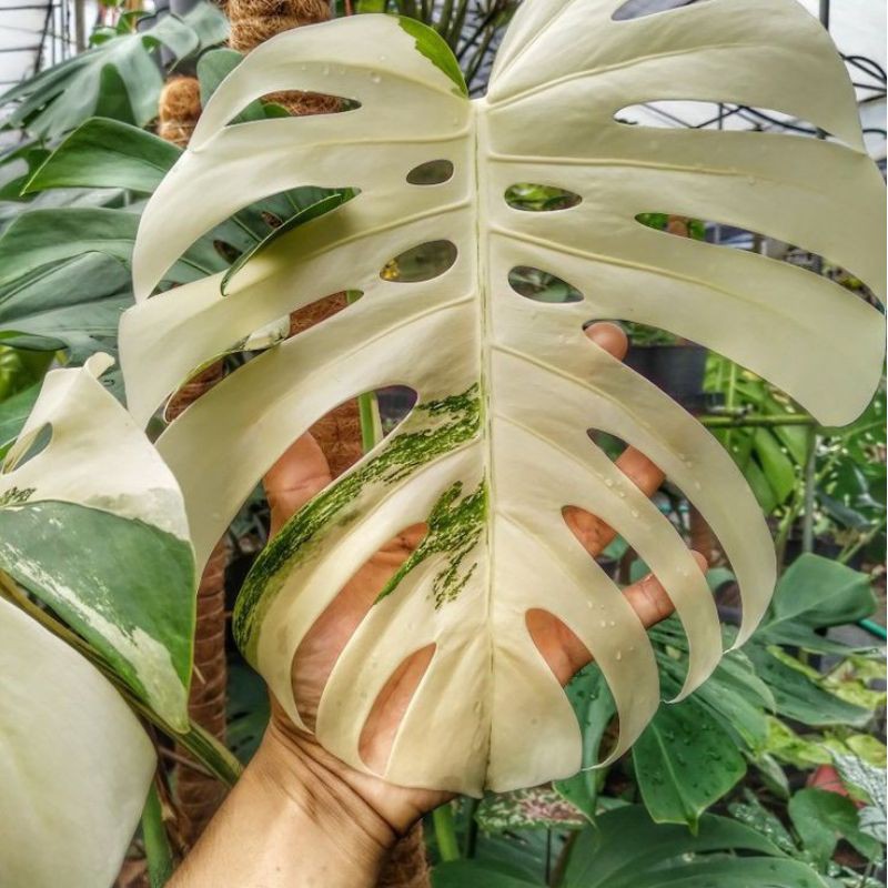 Jual monstera | Shopee Indonesia