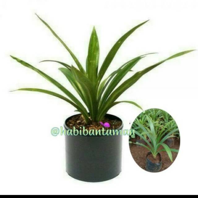 Jual Tanaman pandan Pohon Pandan wangi | Shopee Indonesia