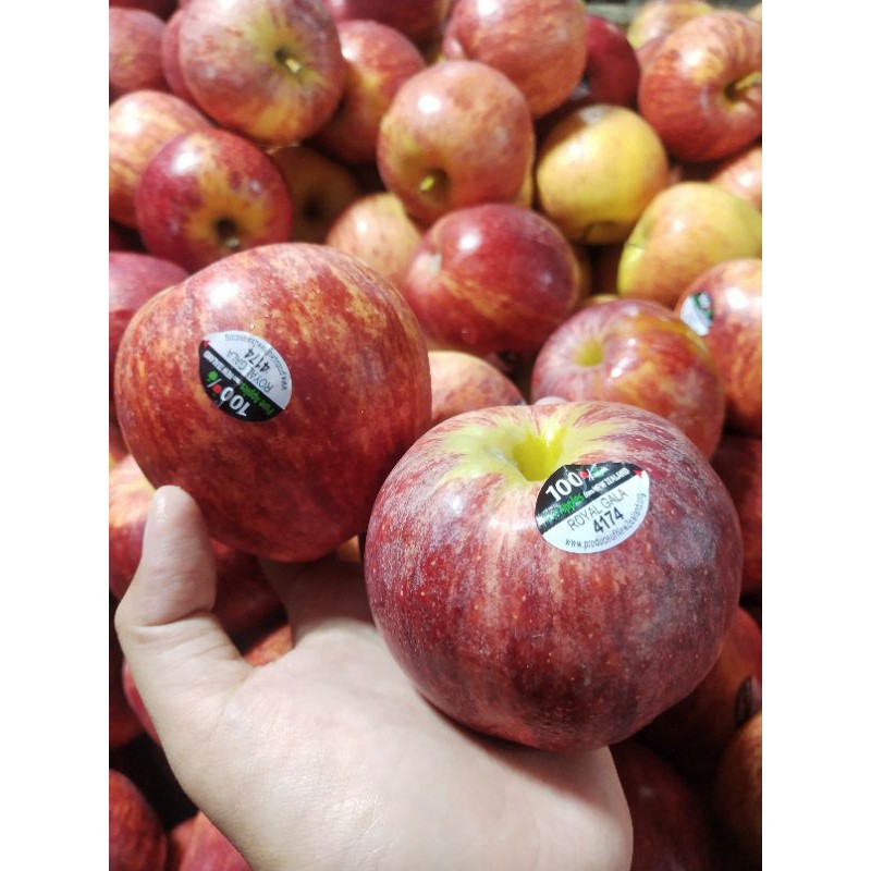 Jual APEL ROYAL GALA/APEL MANIS/APEL SEGAR/APEL KRIUK | Shopee Indonesia