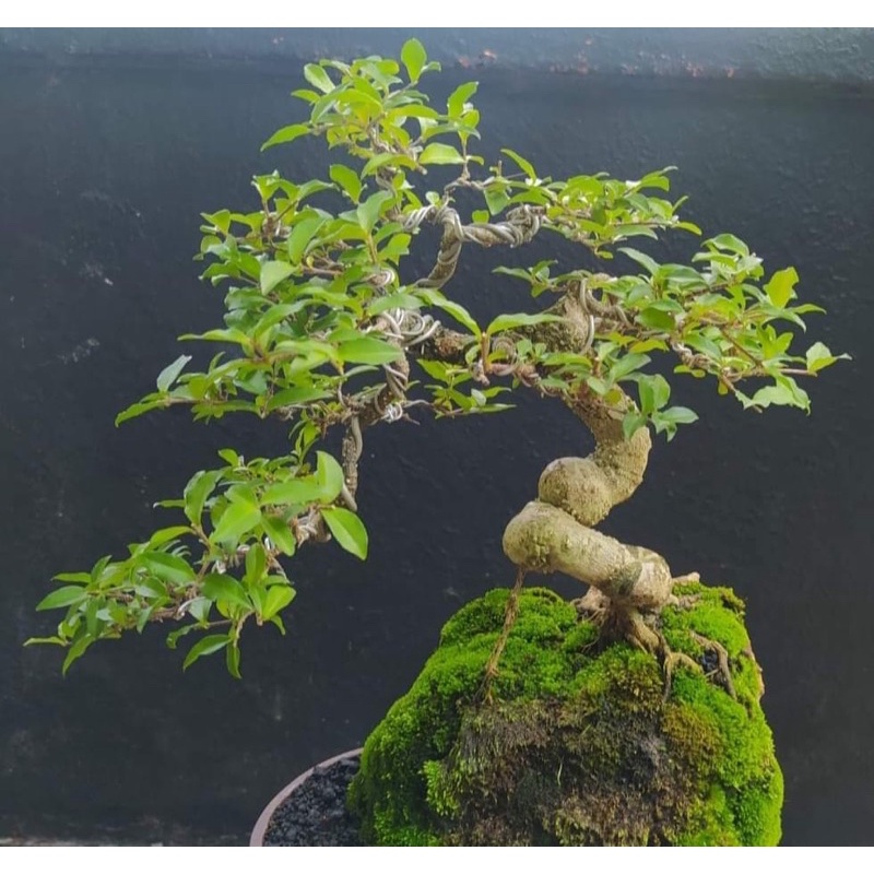Jual Bahan Bonsai sakura micro | Shopee Indonesia