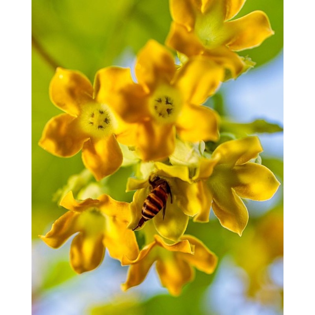 Jual Bibit tanaman rambat bunga tongkeng sayur wangi/pakalana vine ...