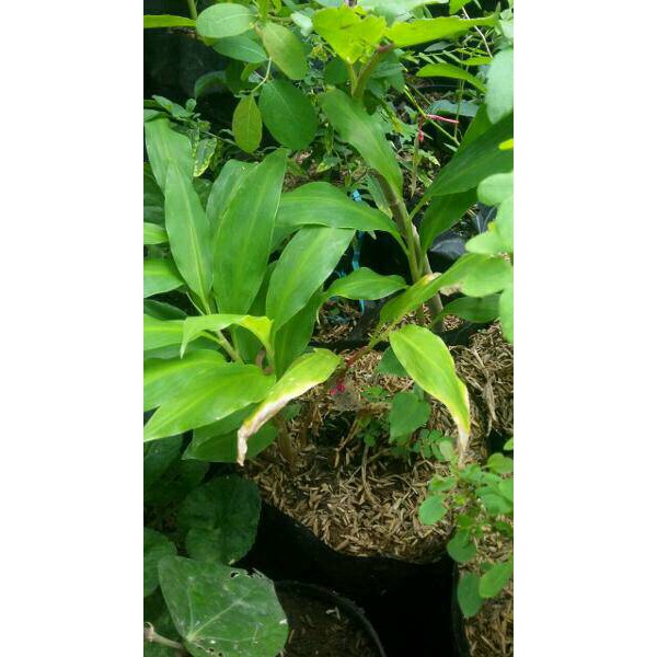 Jual Tanaman Lempuyang | Shopee Indonesia