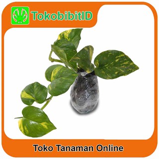 Jual Tanaman Hias Sirih Belanda Variegata ( Sirih Gading ) | Shopee ...