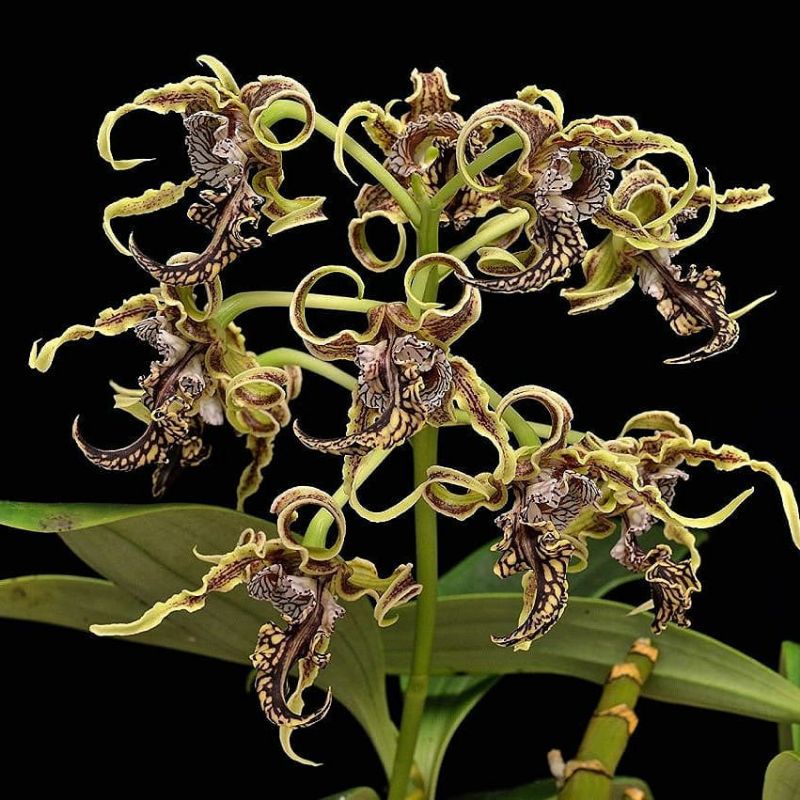 Jual seedling anggrek dendrobium spectabile bibit anggrek dendrobium ...