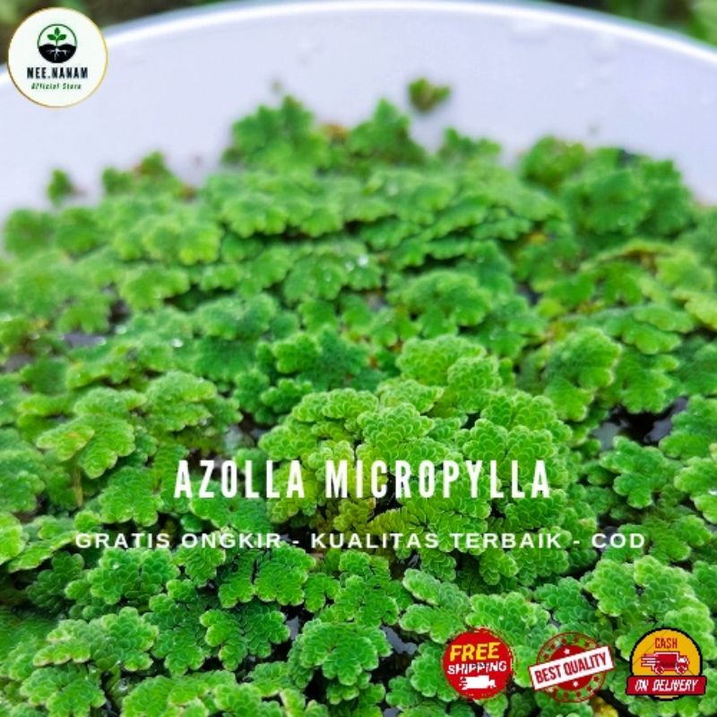 Jual Bibit Azolla Micropylla Azolla Pinata | Shopee Indonesia