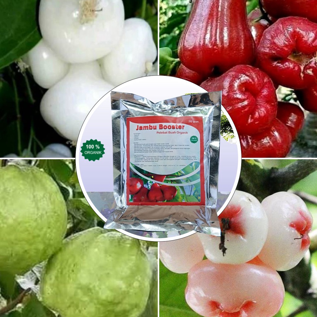 Jual Pupuk Booster Jambu Organik Agar Cepat Berbuah Lebat Pembuahan bunga Pelebat Anti Rontok ...